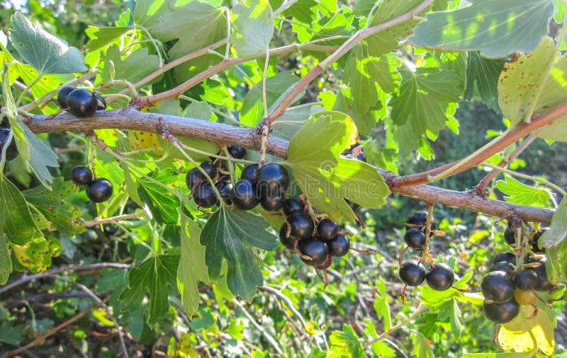 Fruit De Cassis Sur Une Branche Photo stock - Image du vitamine, noir ...