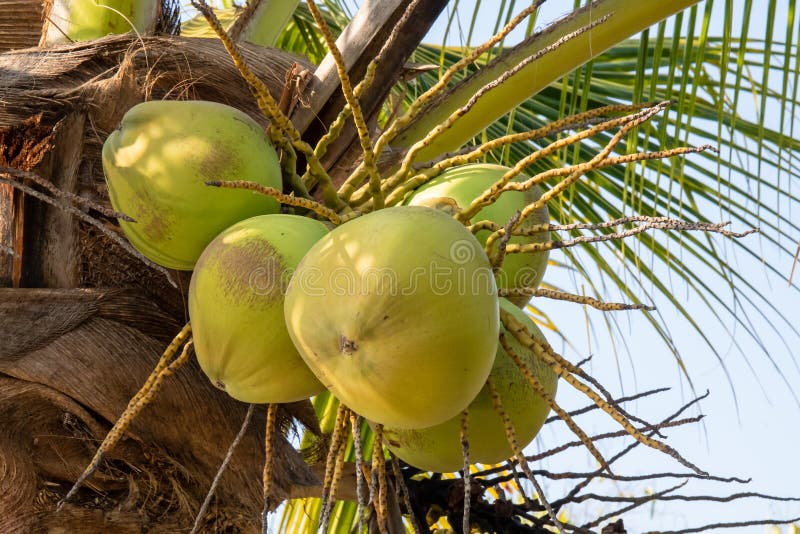 Fruit De Coco Sur Le Cocotier Ou Le Palmier. Image stock - Image du ...