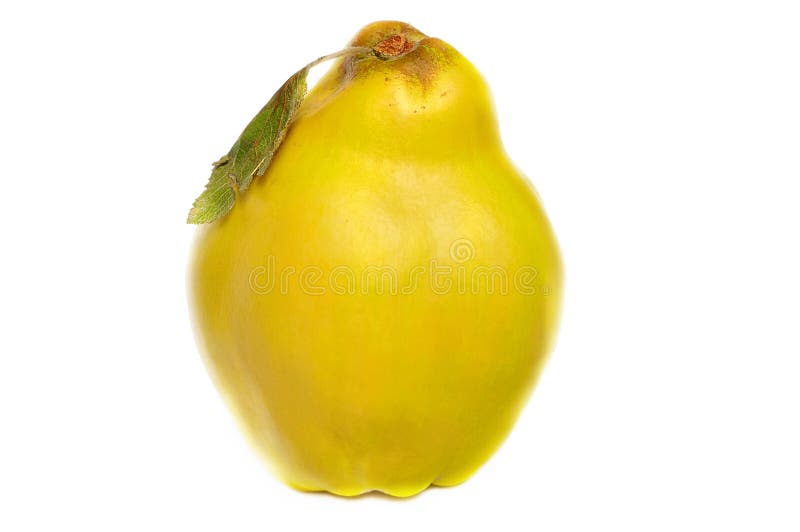 Fruit de coing image stock. Image du coing, jaune, fond - 21976327