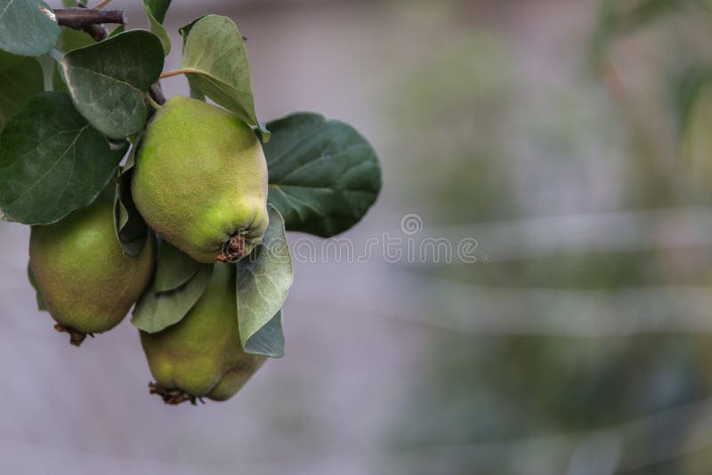 Fruit de coing sur l'arbre photo stock. Image du vert - 77710418