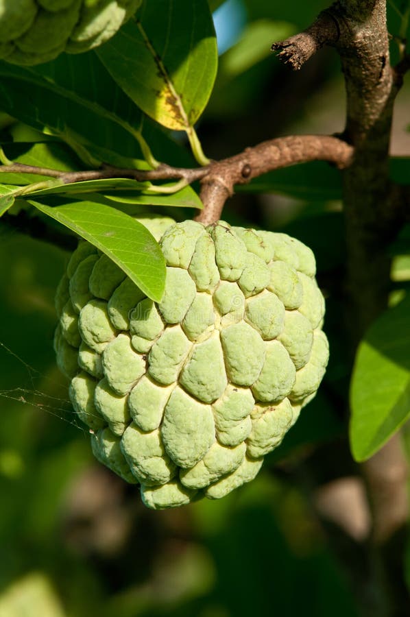 Fruit De Corossol Sur L'arbre Image stock - Image du arbre, fruits ...