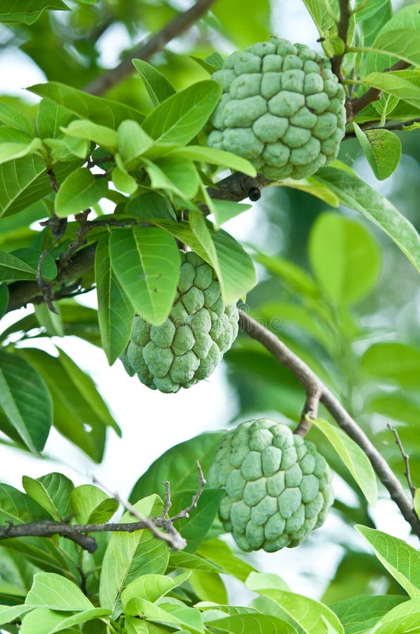 Fruit De Corossol Sur L'arbre Image stock - Image du tentation, lames ...