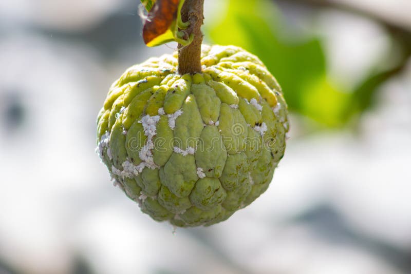 Fruit De Corossol Sur La Branche D'arbre Photo stock - Image du fruit ...