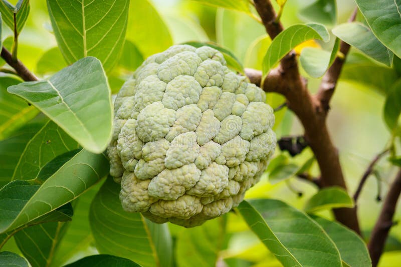 Arbre De Corossol Dans Le Jardin Photo stock - Image du asiatique ...