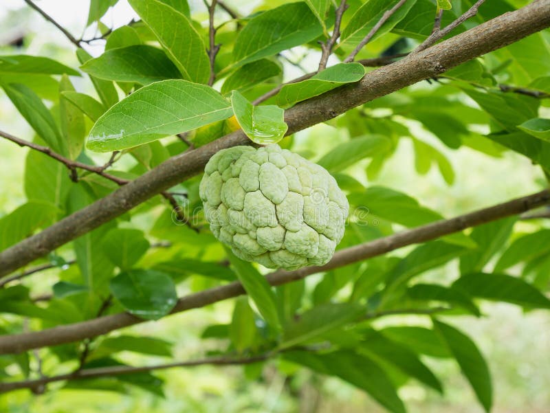 Fruit De Corossol Sur L'arbre Vert Dans Le Jardin Photo stock - Image ...