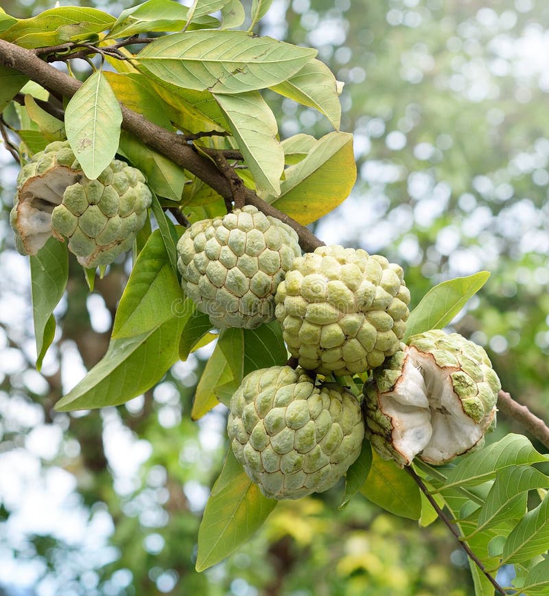 Arbre De Corossol Dans Le Jardin Photo stock - Image du asiatique ...