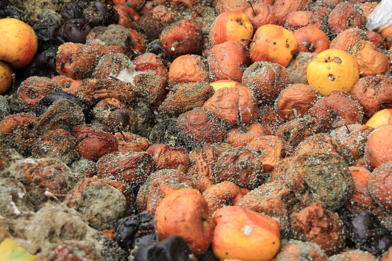 Fruit De Décomposition Dans Une Boîte Image stock - Image du collecte ...