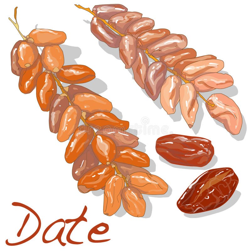 Fruit De Date Sec Illustration De Vecteur Illustration de Vecteur ...