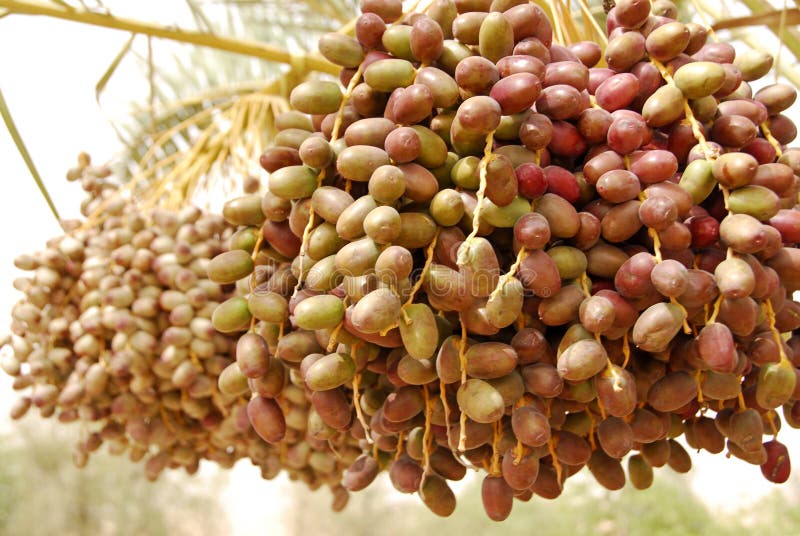 Fruit de dattes image stock. Image du emirats, nourriture - 5459877