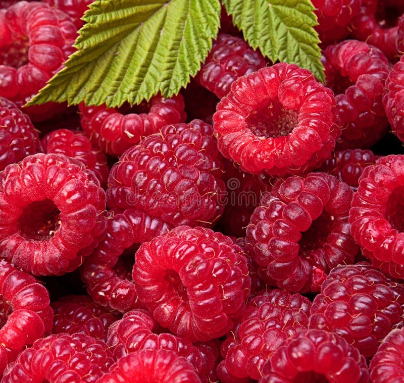Fruit De Framboise Avec La Feuille Image stock - Image of ...