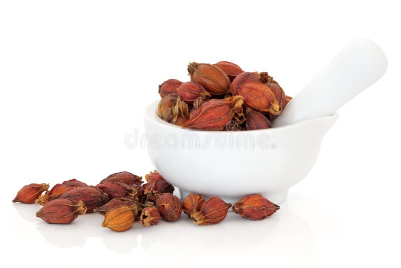 Fruit de Gardenia photo stock. Image du antiseptique - 19539590