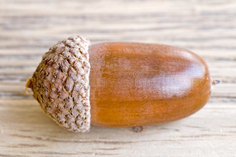 Fruit de gland image stock. Image du chêne, macro, forêt - 35945071