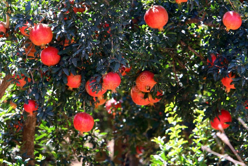 Arbres De Grenade Dans Le Jardin Et Le Fruit Photo stock - Image du ...