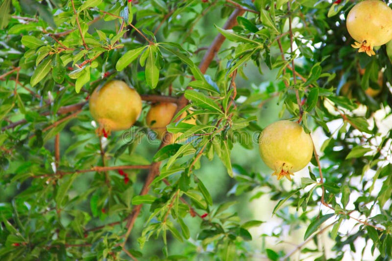 Fruit De Grenade Sur L'arbre Image stock - Image du feuillage ...