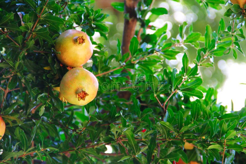 Fruit De Grenade Sur L'arbre Image stock - Image du feuillage ...