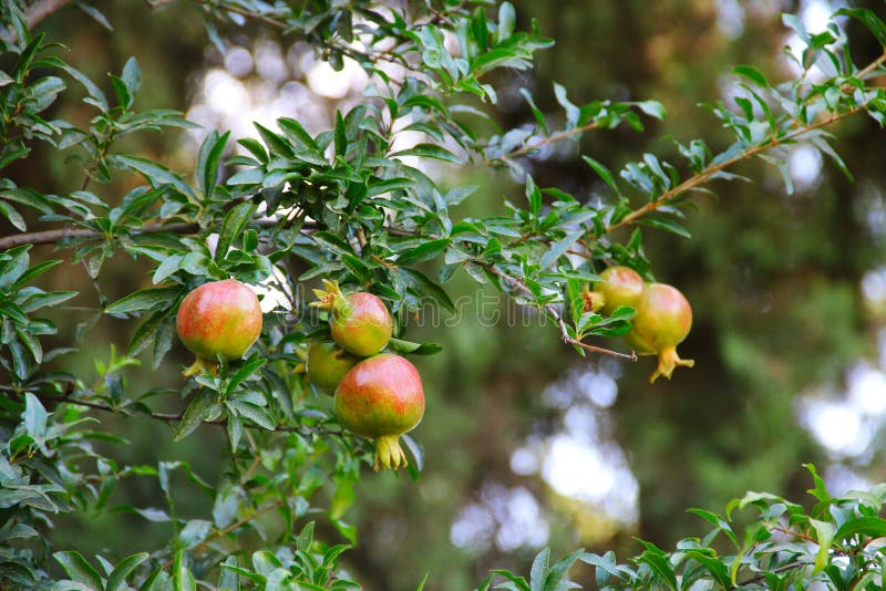 Fruit De Grenade Sur L'arbre Image stock - Image du feuillage ...
