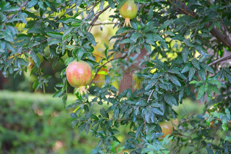 Fruit De Grenade Sur L'arbre Image stock - Image du feuillage ...