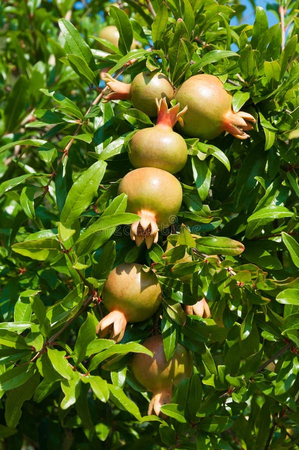 Groupe De Fruit De Grenade Sur L'arbre Photo stock - Image du arbre ...