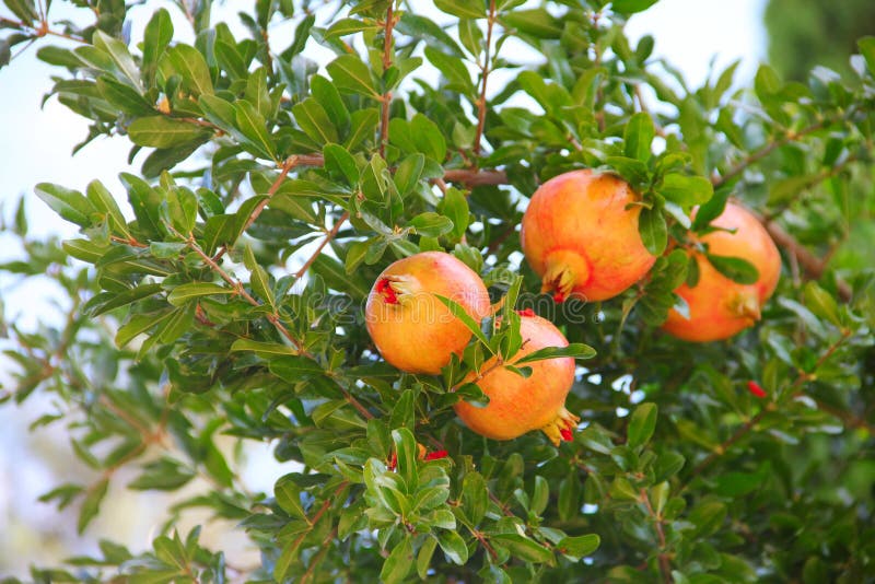 Fruit De Grenade Sur L'arbre Image stock - Image du feuillage ...