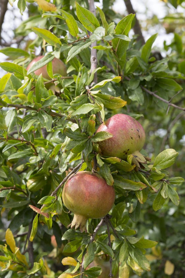 Fruit De Grenade Sur La Branche D'arbre Photo stock - Image du cercle ...