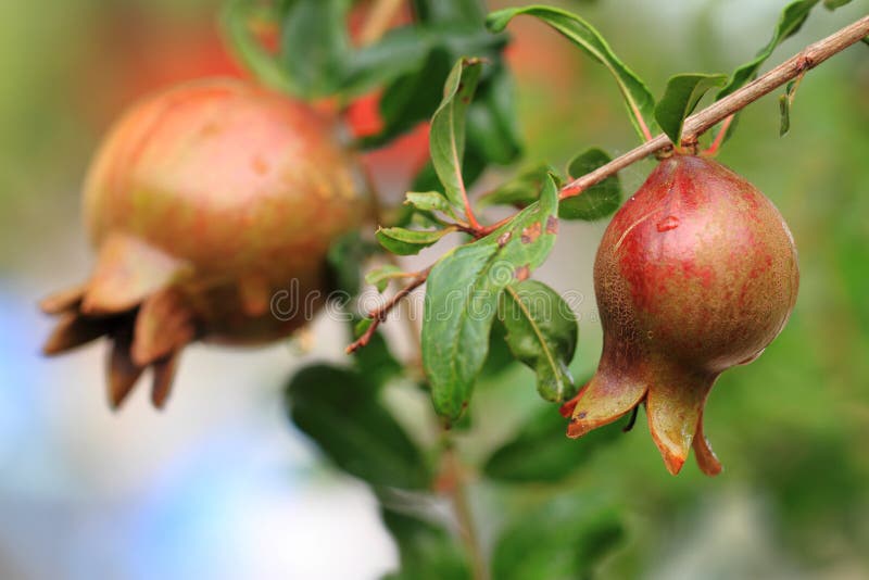 Fruit De Grenade Sur La Branche D'arbre Photo stock - Image du branche ...