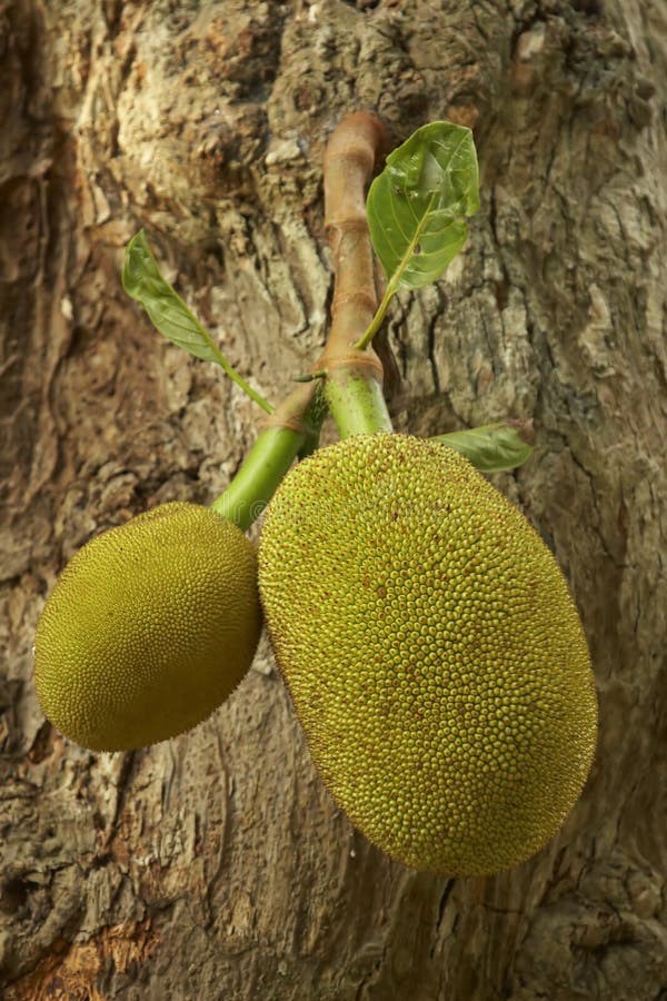 Fruit De Jack (heterophyllus D'Artocarpus) Image stock - Image du ...