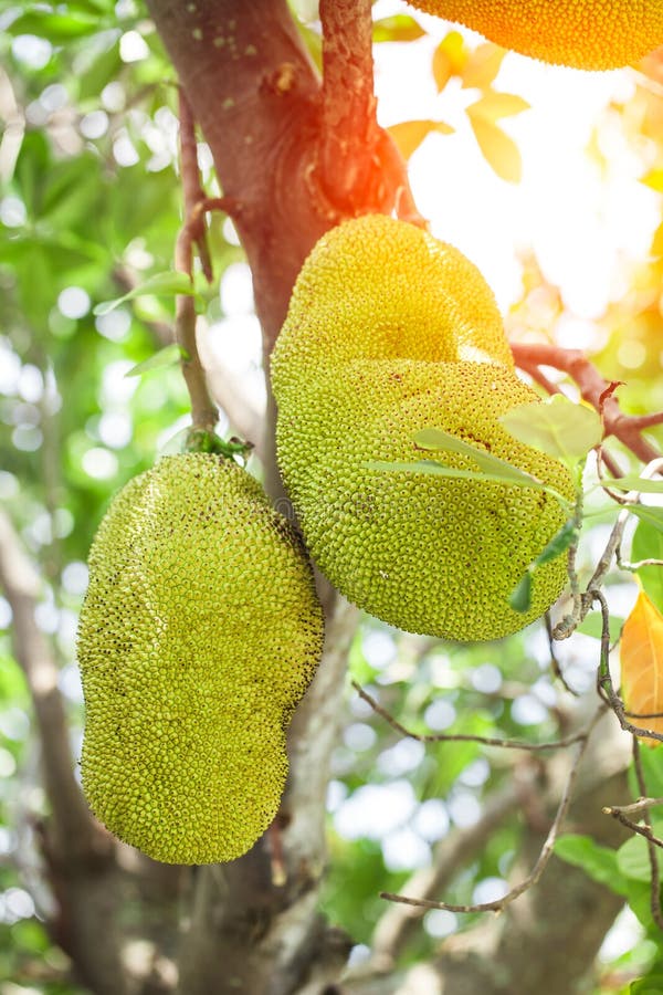 Feuilles de Jack Fruit image stock. Image du lame, abondant - 47977595