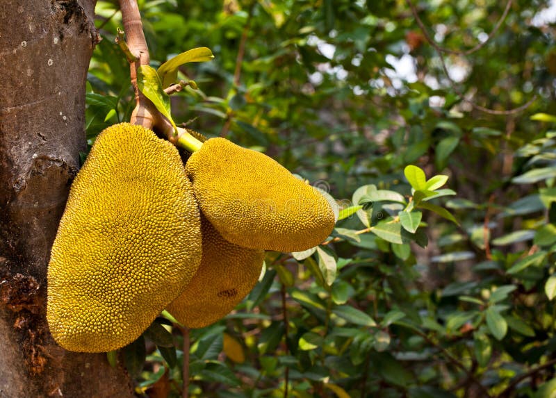 Fruit De Jack Sur L'arbre Dans Le Jardin Photo stock - Image du sain ...