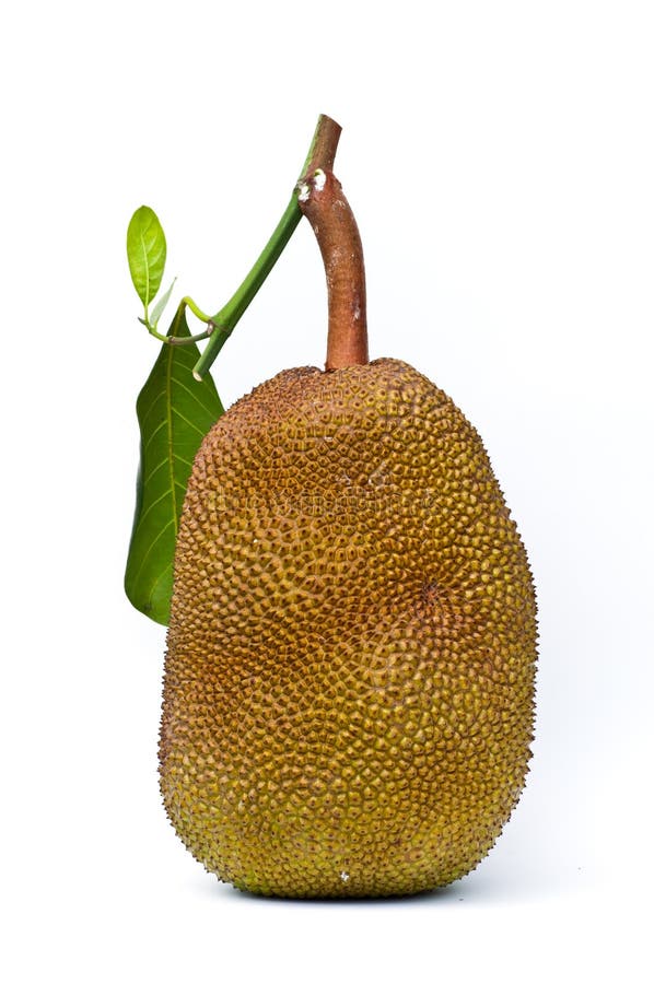 Fruit De Jack Sur L'arbre Dans Le Jardin Photo stock - Image du sain ...