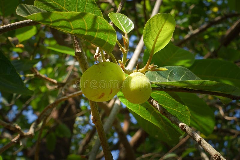 Artocarpus Lacucha Barhar Mankey Jack Barhal Snap Photo stock - Image ...