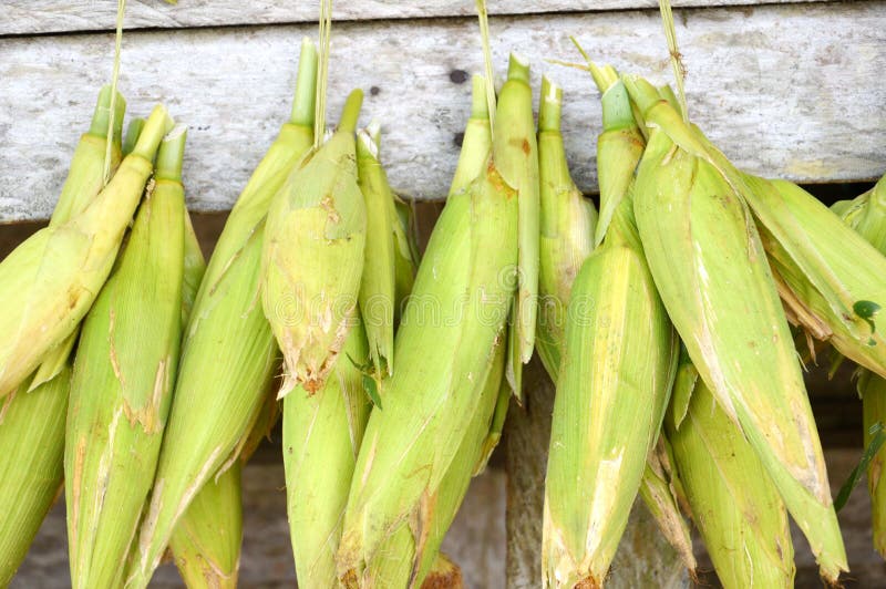 320,380 Maïs Photos libres de droits et gratuites de Dreamstime