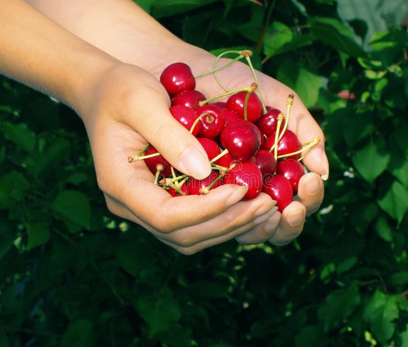 Fruit de merise image stock. Image du merise, fruit - 2150535