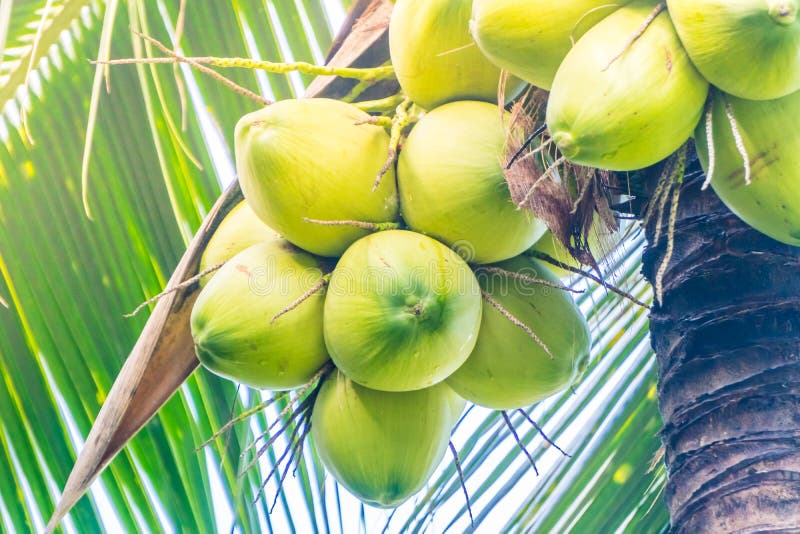 Fruit de noix de coco image stock. Image du nourriture - 78787671
