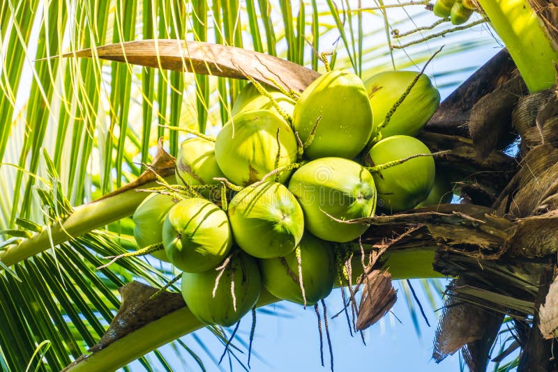 Fruit de noix de coco image stock. Image du nourriture - 78787671