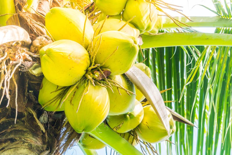 Fruit de noix de coco image stock. Image du nourriture - 78787671