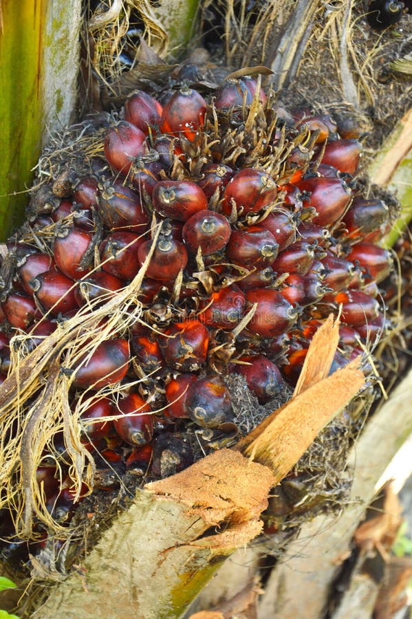Images Fruit De Palmier Huile - Téléchargez 1,318 Photos libres de droits