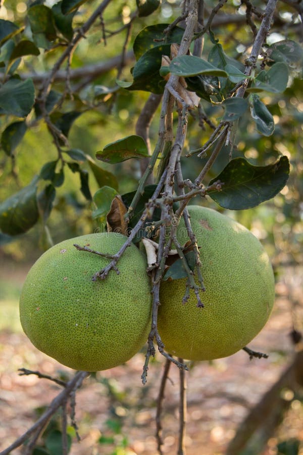 Arbre Fruitier De Pamplemousse Dans Le Jardin Photo stock - Image du ...