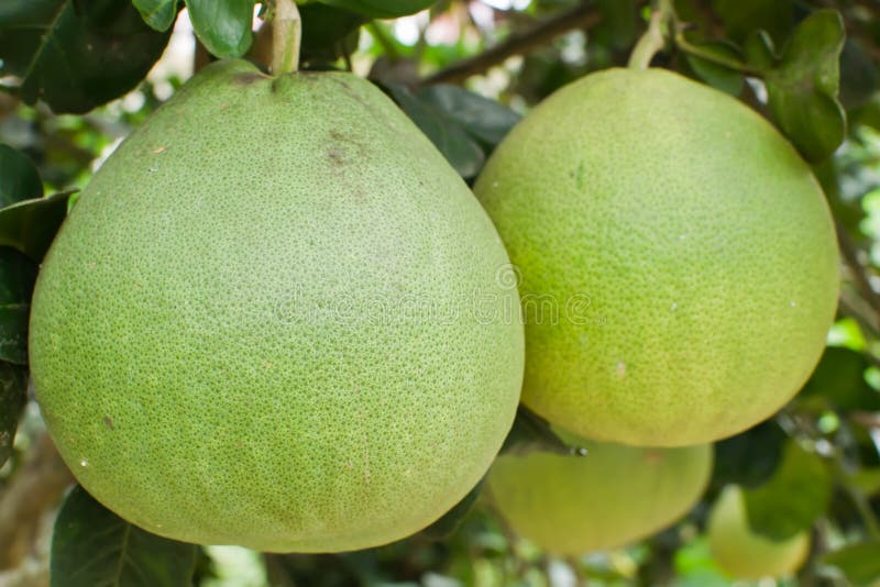 Fruit De Pamplemousse Dans L'arbre Photo stock - Image du juteux ...