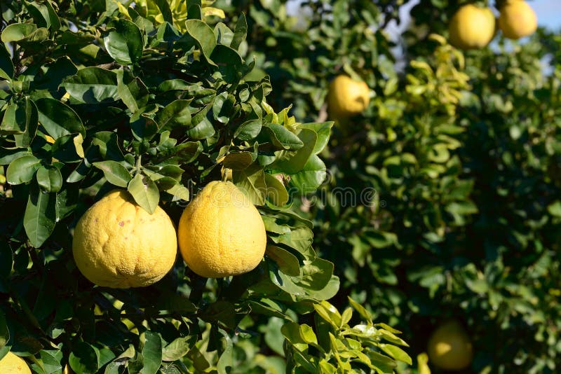Fruit De Pamplemousse Sur L'arbre Photo stock - Image du groupe, asie ...