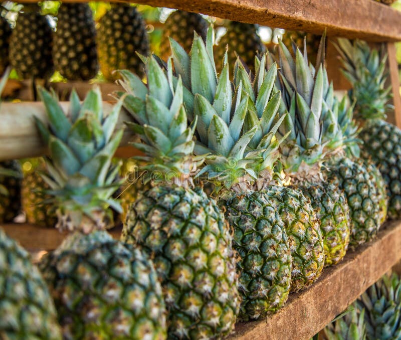 Fruit De Plantation D'ananas Exotique Image stock - Image du jardinage ...