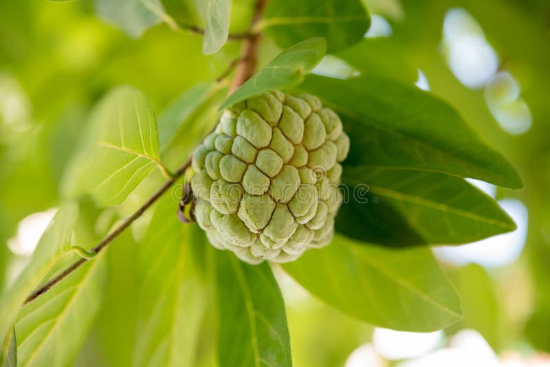 Fruit de pomme cannelle image stock. Image du frais, exotique - 26008057