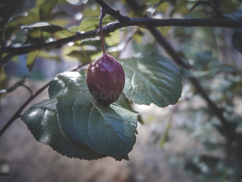Fruit De Prune De Quetsche Sur L'arbre Image stock - Image du ressort ...
