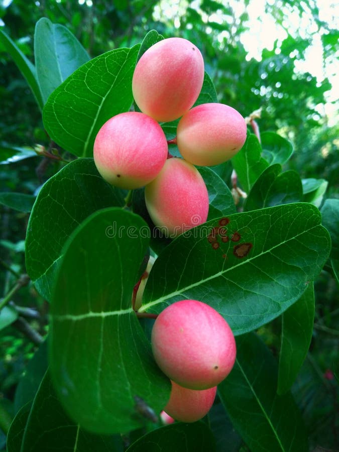 Fruit De Quetsche Au Sri Lanka Photo stock - Image du arbre, fruits ...