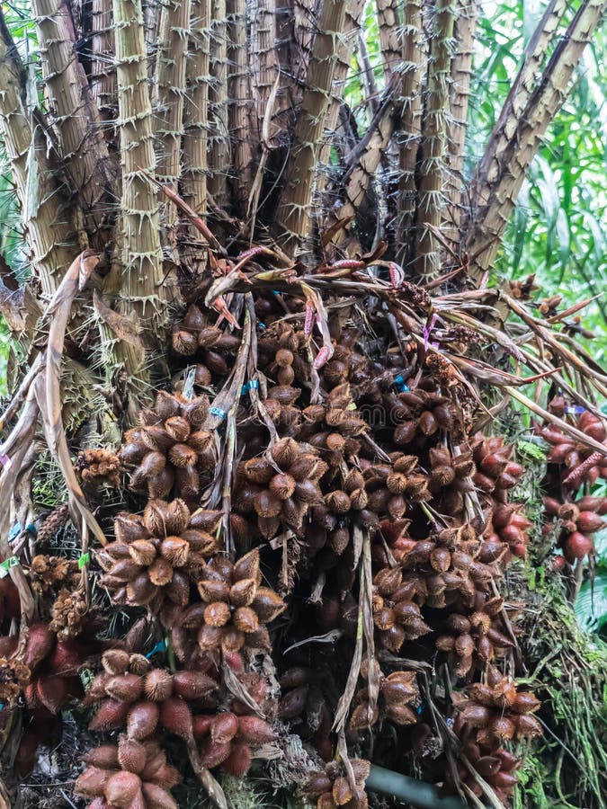 Fruit De Salacca Ou Arbre De Salak Photo stock - Image du poilu, arbre ...