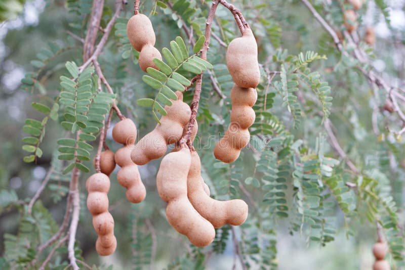 Arbre de tamarinier photo stock. Image du nature, mûr - 47028216