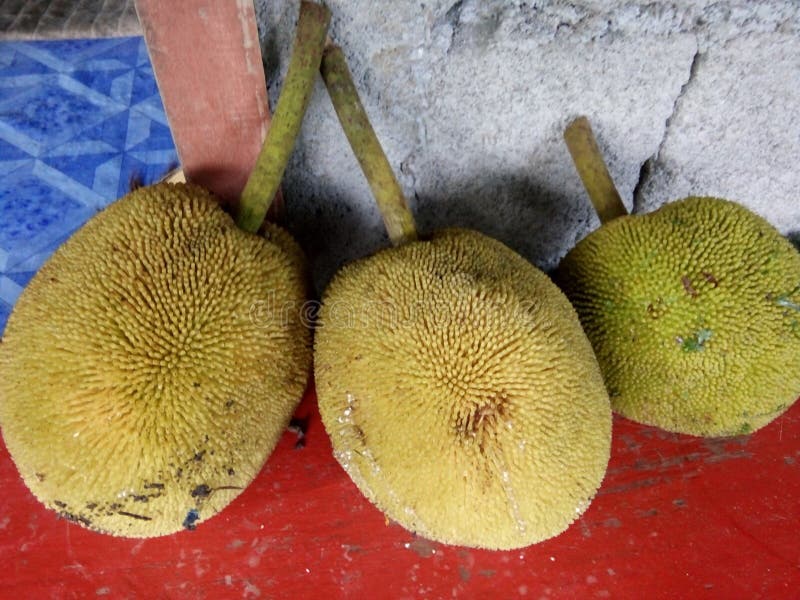 Marang fruit stock photo. Image of ingredient, cockle - 33099352