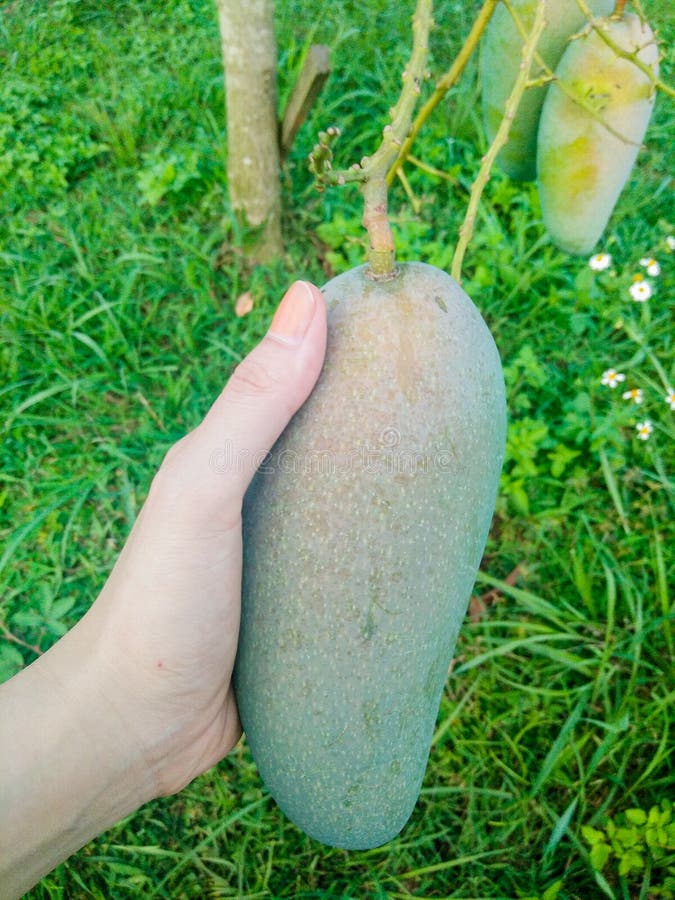 Fruit stock image. Image of grass, delicious, fruit, yummy - 92033413