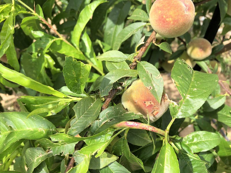 Fruit destroyed by hail stock image. Image of covering - 136828411