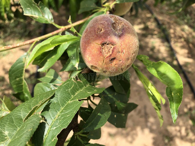 Fruit destroyed by hail stock image. Image of covering - 136828411