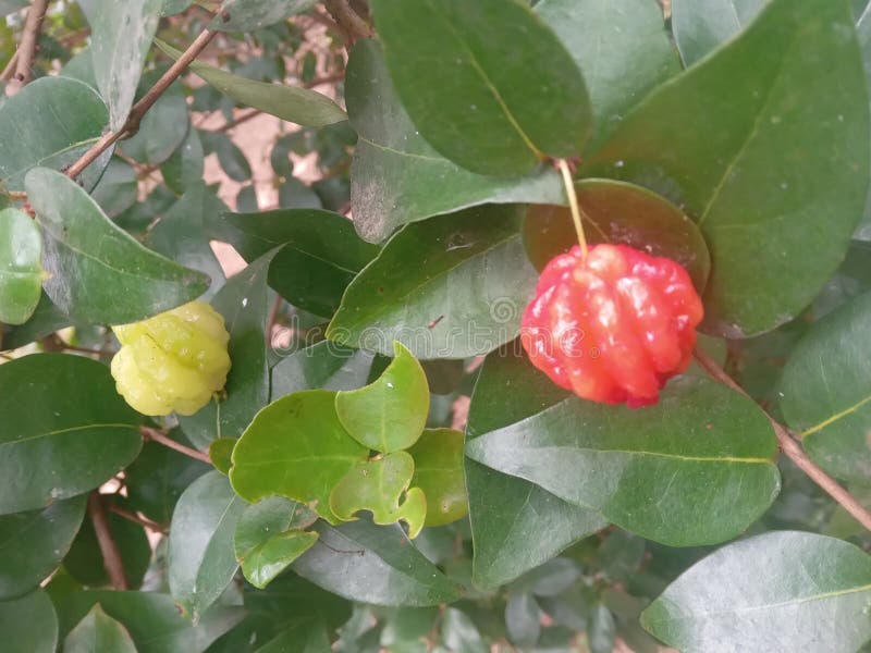 The Fruit of the Dewadaru Tree that Grows in the Garden is Very Unique ...